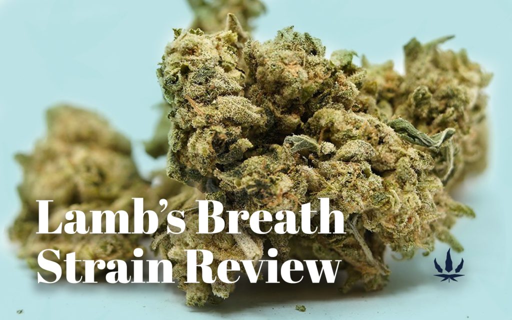 Lamb’s Breath Strain Review | Quadzilla Cannabis